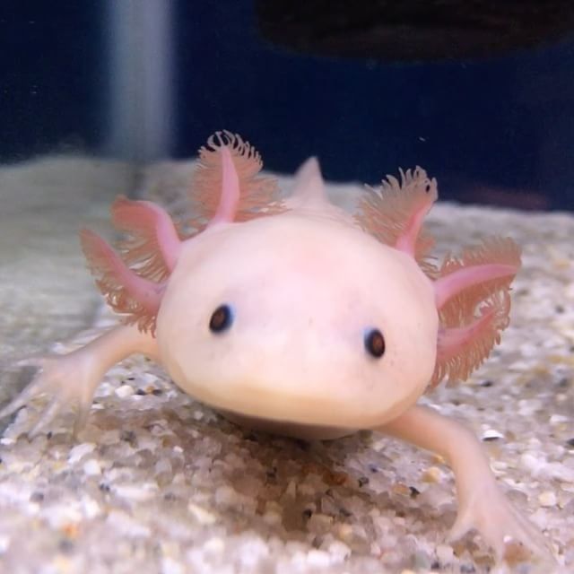 [animond's] นี่คือเจ้า"วูปาลูปา" (wooper looper) เจ้าวูปาลูปาถือเป็น ...