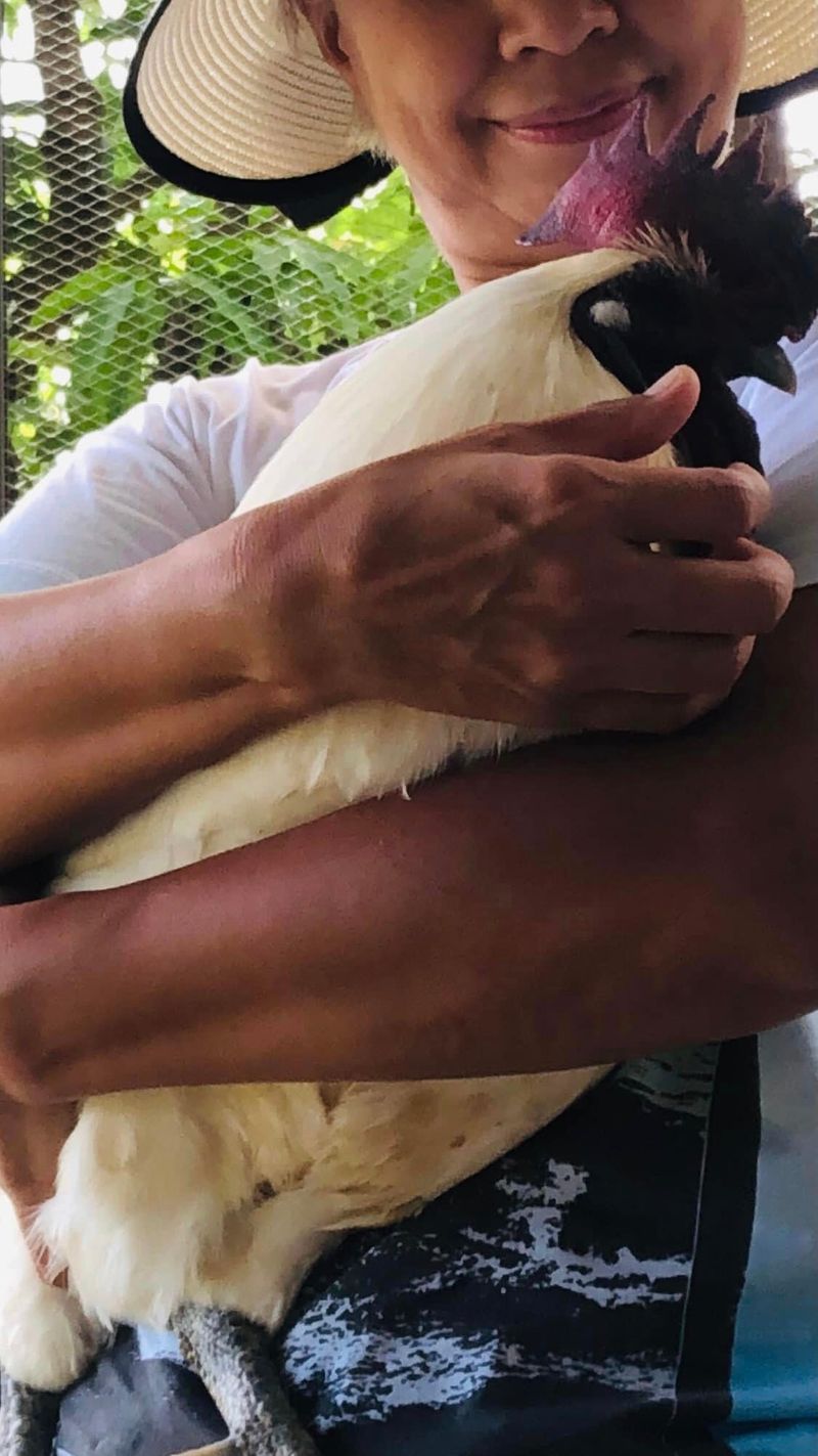 [wadee patara] เพิ่งเสียไก่ที่รักมากไปค่ะ เหตุเกิดโศกนาฏกรรม หมาจากที่อื่นบุกเข้าไปในกรงแล้วกัด ...