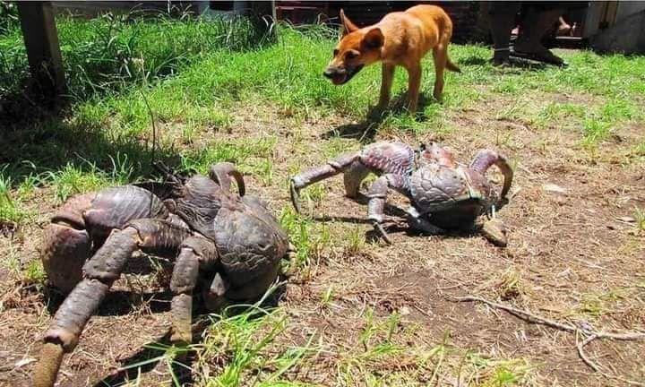 [Everythinghobby] ปูมะพร้าว Birgus latro: Coconut crab, Palmendieb ปู ...