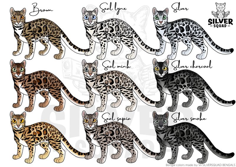 [SILVERSQUAD Bengals] Bengal colors Bengal cats come in many different shades and colors. Silver ...