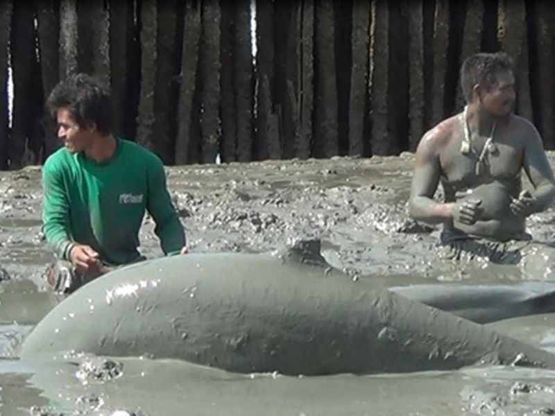 [Green World Thailand] โซเชียลดราม่าโลมาตาย สุดท้ายไม่ได้เป็นอย่างที่ ...