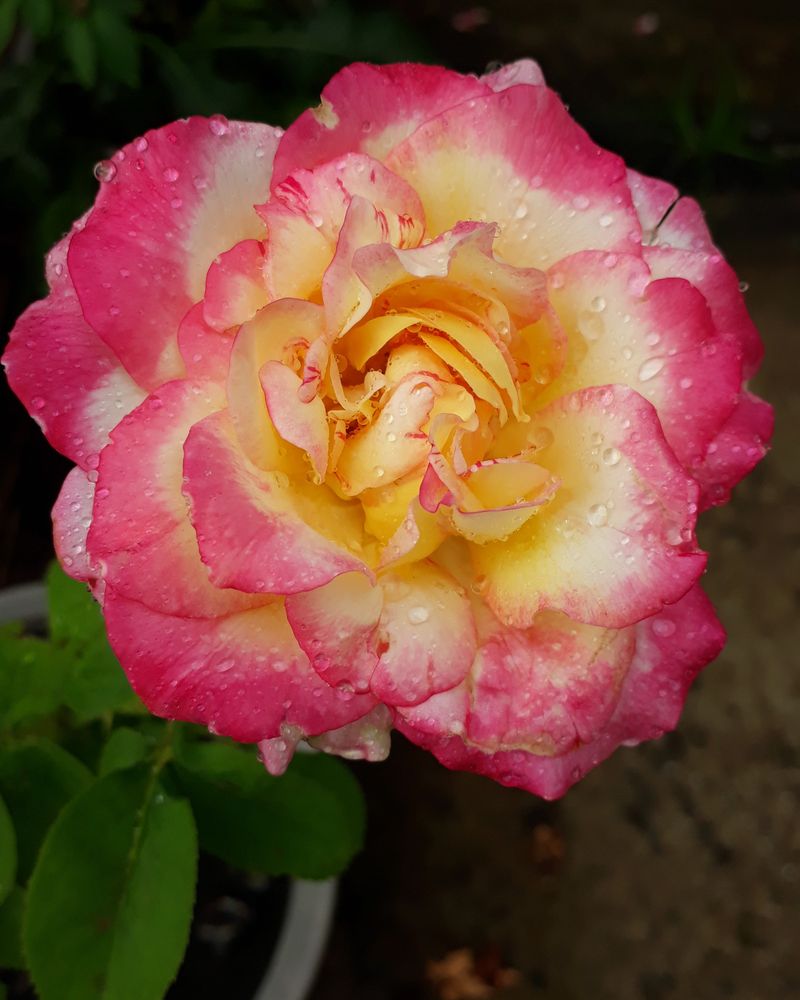 [nongsuyu] สดชื่นรับเช้าวัน หยุด