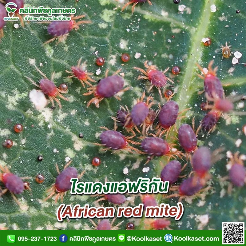 [คลินิกพืชคูลเกษตร Koolkaset Agri-clinic] ไรแดงแอฟริกัน (African red ...