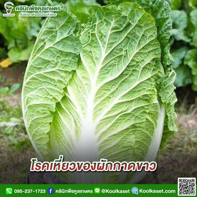 [คลินิกพืชคูลเกษตร Koolkaset Agri-clinic] โรคเหี่ยวของผักกาดขาว ...