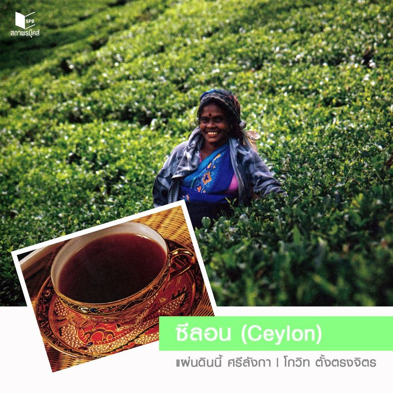 [SPB Knowledge] ซีลอน (Ceylon) ชื่อที่แพร่หลายกลายเป็นคำสากลที่รู้จักกันมากที่สุดในโลกของ ...