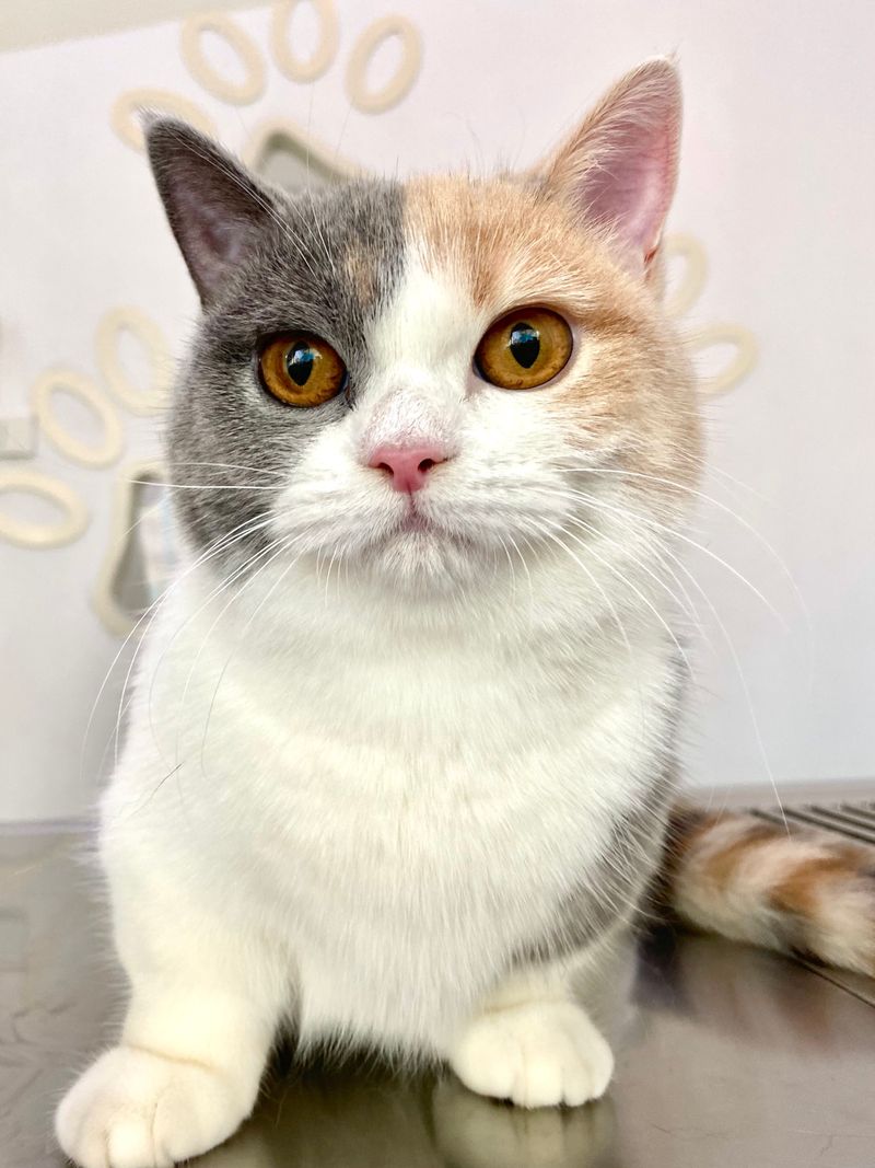 [MJ Pet Hospital] Calico Cat CALICO CAT