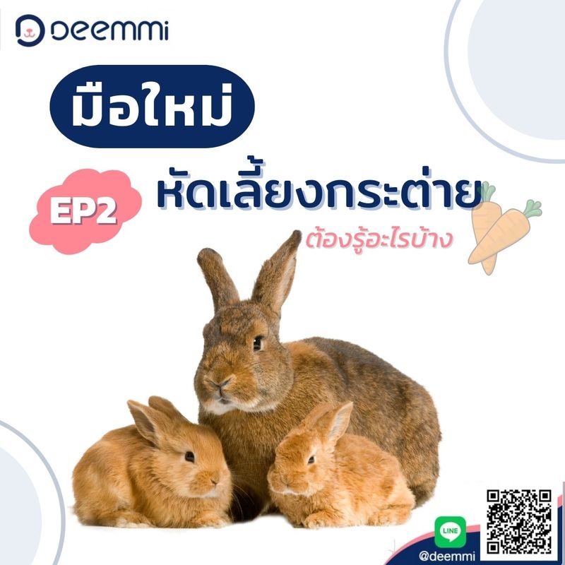 [Deemmi Pets] 🐰 หัดเลี้ยงกระต่ายต้องรู้เรื่องอะไรบ้าง_EP2 🐰 สำหรับเพื่อน ๆ ที่เพิ่งหัดเลี้ยง ...