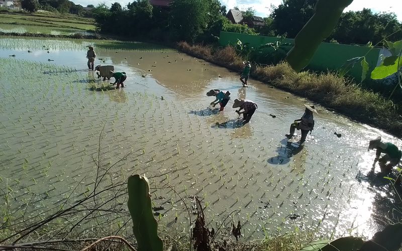 [good for life] การทำนา การทำนาในสมัยนี้ไม่ยากเหมือนสมัยก่อนเพราะมี ...