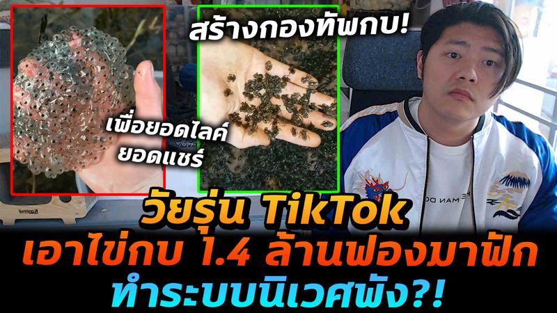 [LuckFast] วัยรุ่น TikTok เก็บไข่กบ 1.4 ล้านฟองมาสร้างกองทัพกบ! ผู้เชี่ยวชาญแห่ออกมาเตือนอย่าหา ...