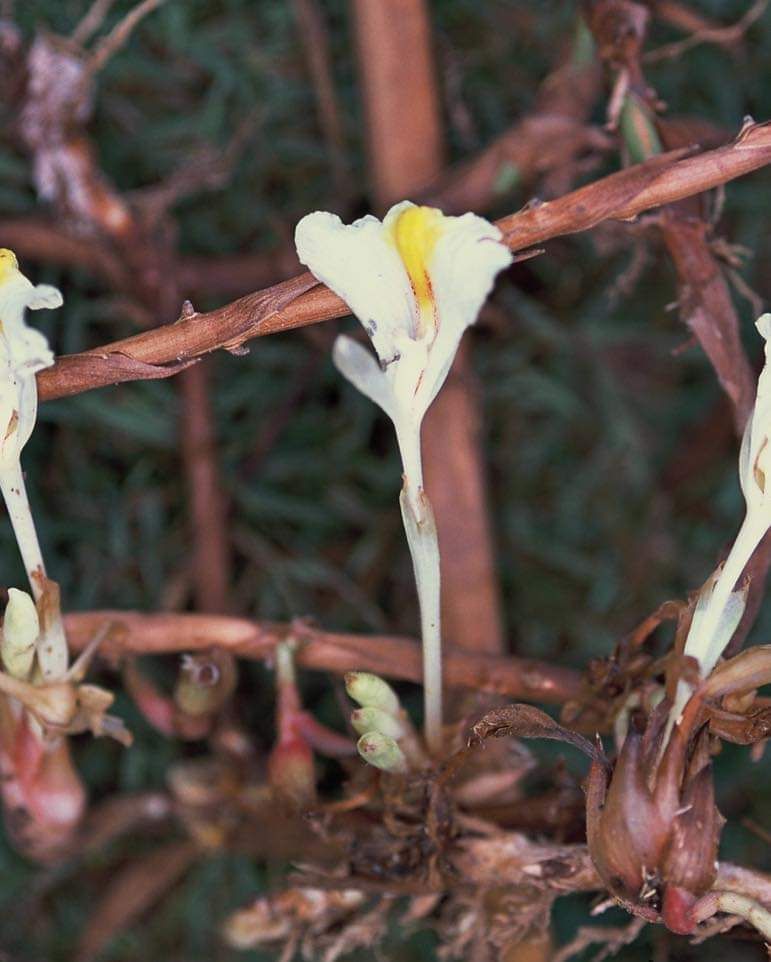 [กรมอุทยานแห่งชาติ สัตว์ป่า และพันธุ์พืช] #รู้จัก..ชื่อพฤกษศาสตร์ใหม่ ...