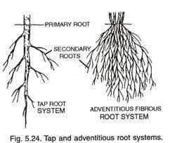[งานดูแลเกี่ยวกับโรคพืชในใบกัญชา] ทุกคงทราบดีเเล้วถึงแระโยชน์ของกานปัก ...