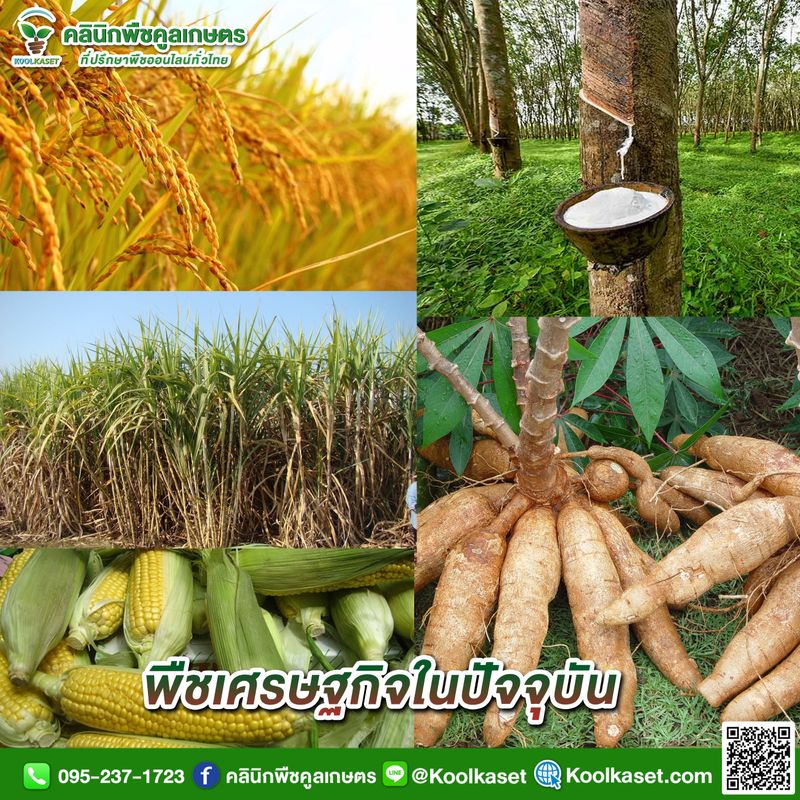 [คลินิกพืชคูลเกษตร Koolkaset Agri-clinic] พืชเศรษฐกิจในปัจจุบัน ด้วย ...