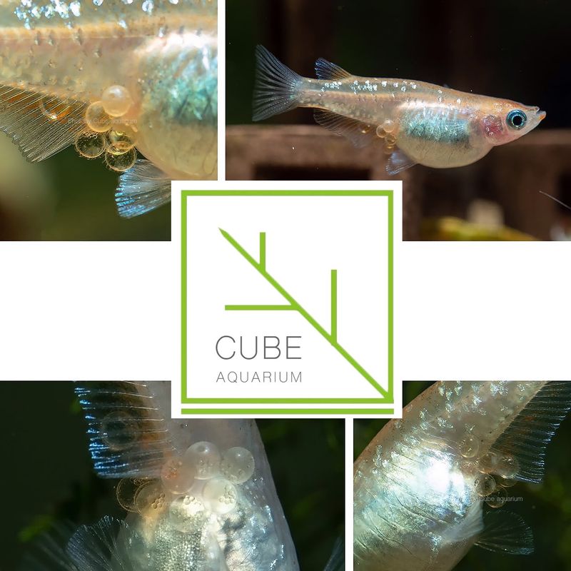 [Cube Aquarium] 🌱ปลาซิวข้าวสารญี่ปุ่น หรือ ปลาซิวข้าวสารจิ๋ว (อังกฤษ: Japanese rice fish ...