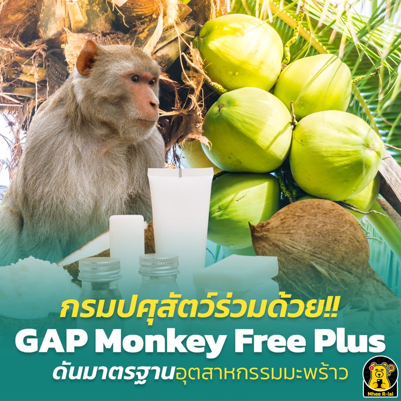 [MheeR-lai] กรมปศุสัตว์ร่วมด้วย!! GAP Monkey Free Plus ดันมาตรฐาน ...