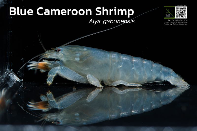 [Cube Aquarium] ชื่อไทย :บลูคาเมอรูน ชื่อสามัญ : blue cameroon shrimp ...