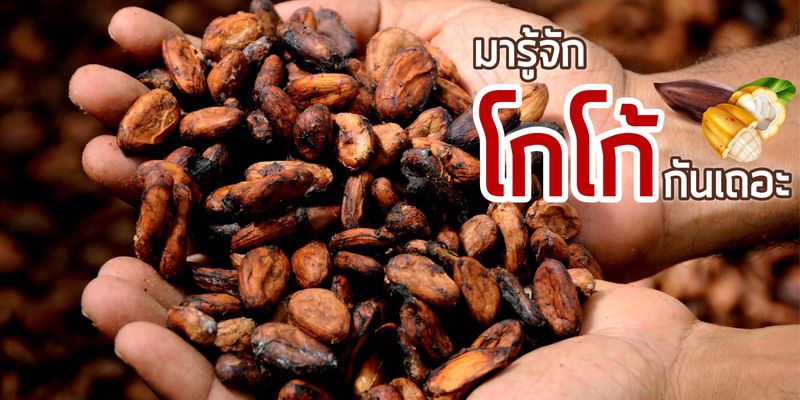 [ปิ๊กรู้ โลกรู้] มารู้จักโกโก้กันเถอะ โกโก้ (Cocoa) มีชื่อเรียกทาง ...