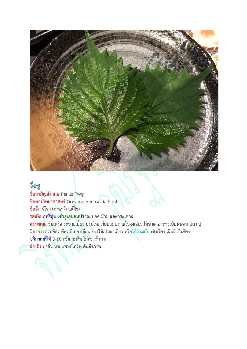 [สมุนไพรเพื่อสุขภาพ] #จื่อซู #จี๋โซว #perilla #จื่อซู #จี๋โซว #งาขี้ ...