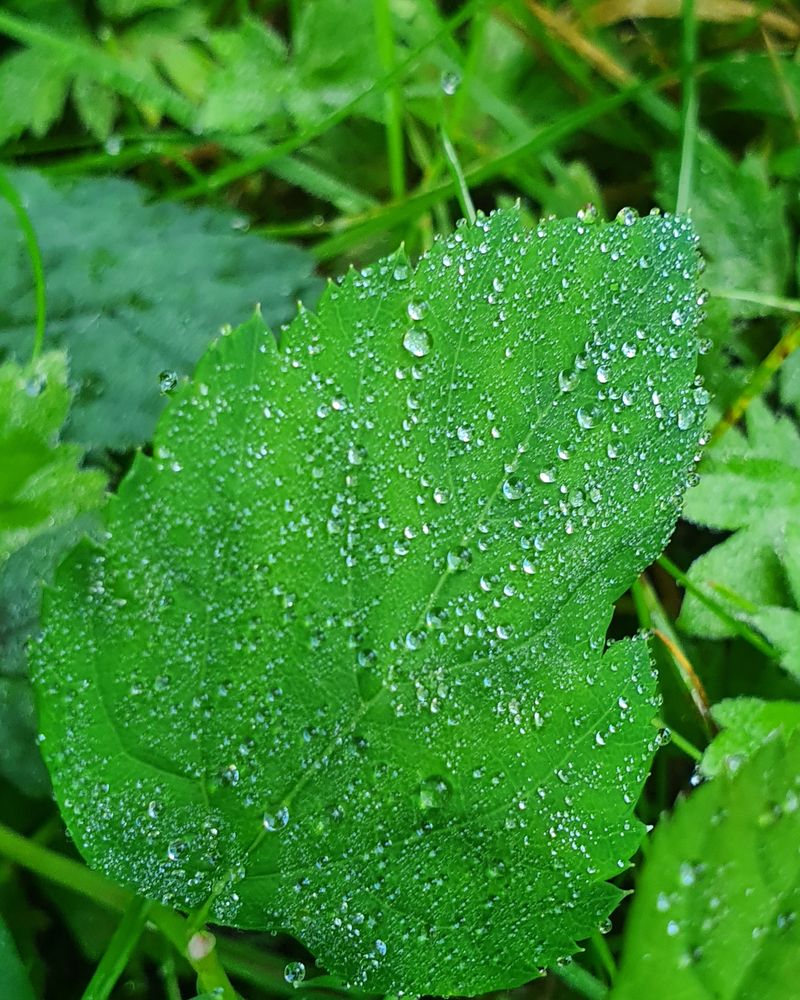 [Fredrik ] Such a beautiful leaf with water on it💦☘️ • • • #Edebäck # ...