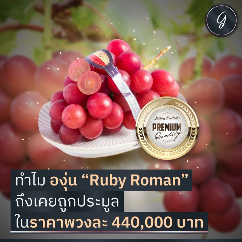 [ลงทุนเกิร์ล] ทำไม องุ่น “Ruby Roman” ถึงเคยถูกประมูล ในราคาพวงละ 440,000 บาท ปกติแล้ว ราคาของ ...