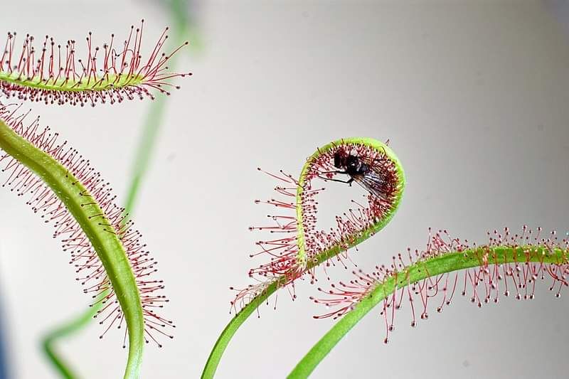 [อาจวรงค์ จันทมาศ] หยาดน้ำค้าง (Drosera) เป็นพืชกินแมลงกลุ่มใหญ่ที่มี ...
