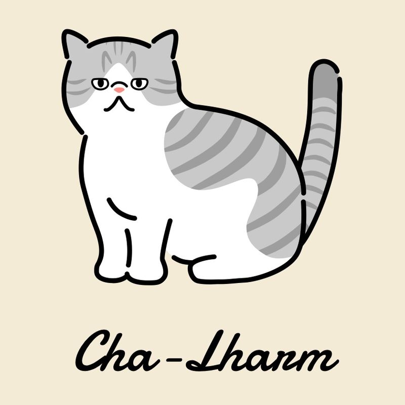 [World of Cats] สวัสดีเพื่อนมนุษย์ เรามาเริ่มต้น new chapter ของ World ...