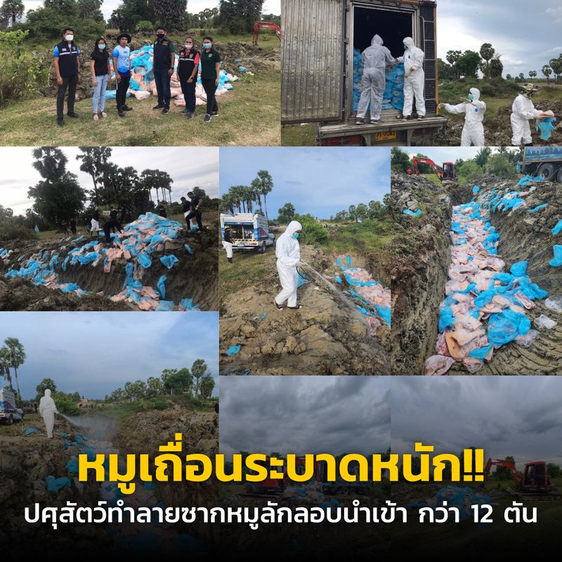 [NewsLine] ทำลายซากสุกรลักลอบนำเข้า กว่า 12 ตัน นายสัตวแพทย์สรวิศ ธานี ...