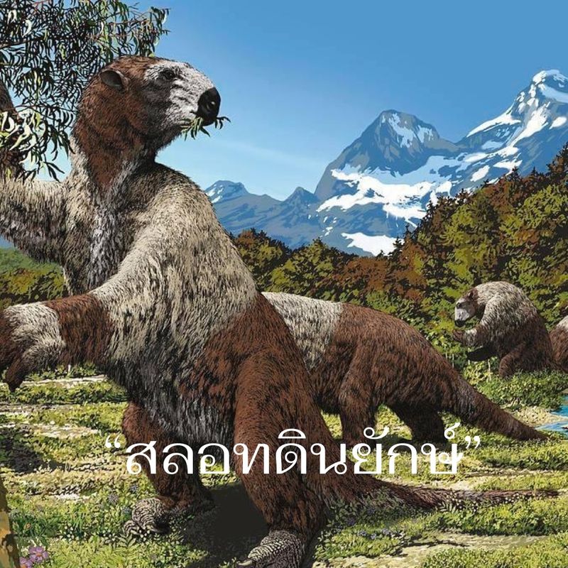 [MUSUBI] Megatherium americanum สิ่งมีชีวิตยักษ์แห่งยุคไพสโตซีล ถือเป็น ...
