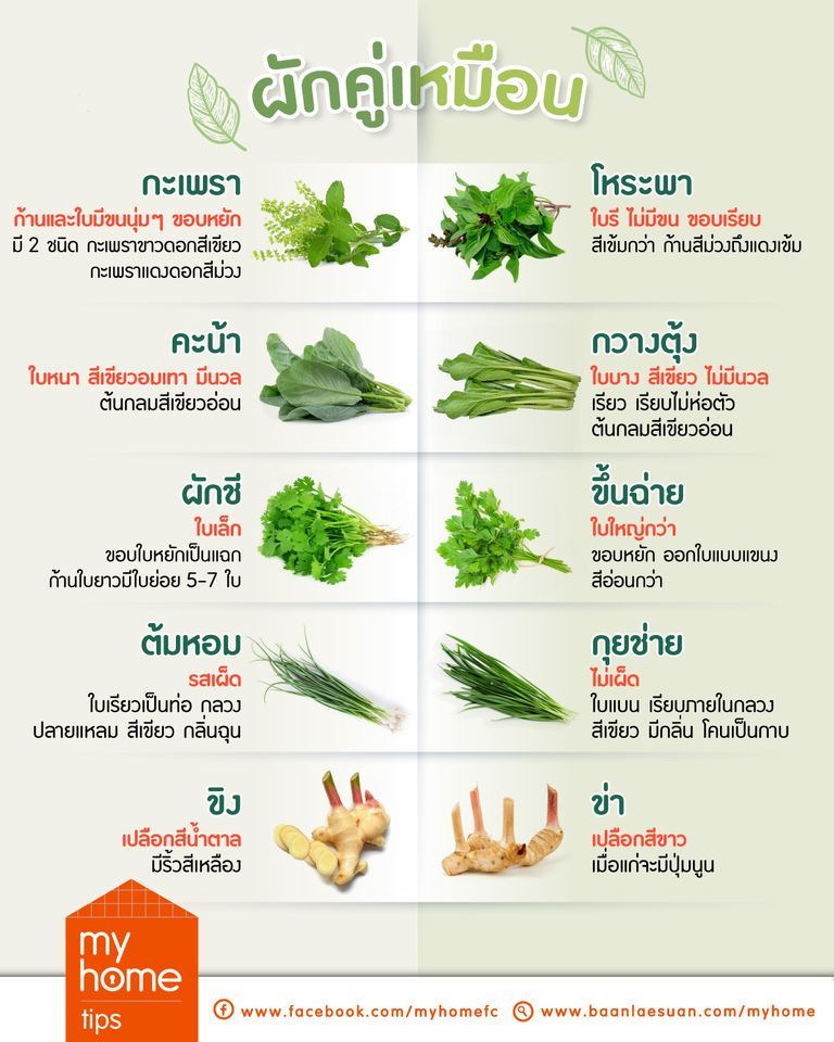 [บ้านและสวน] #myhomeTips ผักคู่เหมือน ดูเหมือนจะใช่แต่เป็นคนละชนิดกัน 🍃 ...