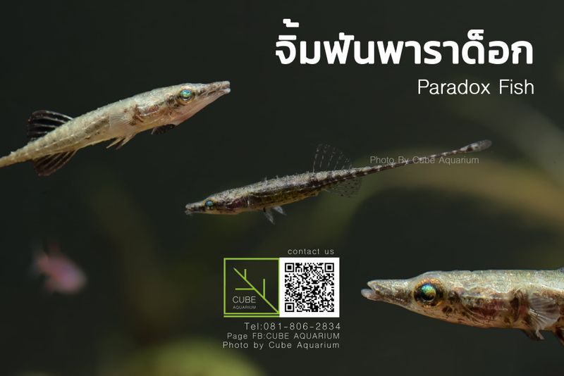 [Cube Aquarium] "จิ้มฟันพาราด็อก ม้าน้ำหรือไม้จิ้มฟัน " ชื่อไทย : จิ้ม ...