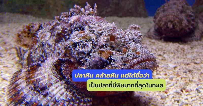 [The White Owl นกฮูกสำรวจโลก] รู้จักมั๊ย ปลาหิน รูปร่างคล้ายหิน แต่ได้ ...