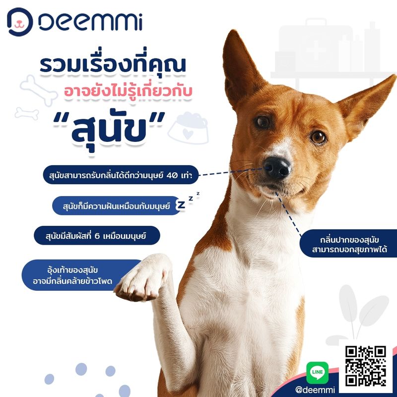 [Deemmi Pets] 🐶 รวม 5 เรื่องลับของสุนัข…ที่คุณอาจยังไม่รู้ ถึงแม้น้องหมาจะเป็นสัตว์เลี้ยงที่รู้ ...