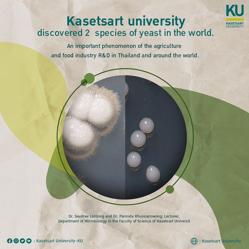 [Kasetsart University - KU] Kasetsart University iscovered 2 new species of yeast in the world ...