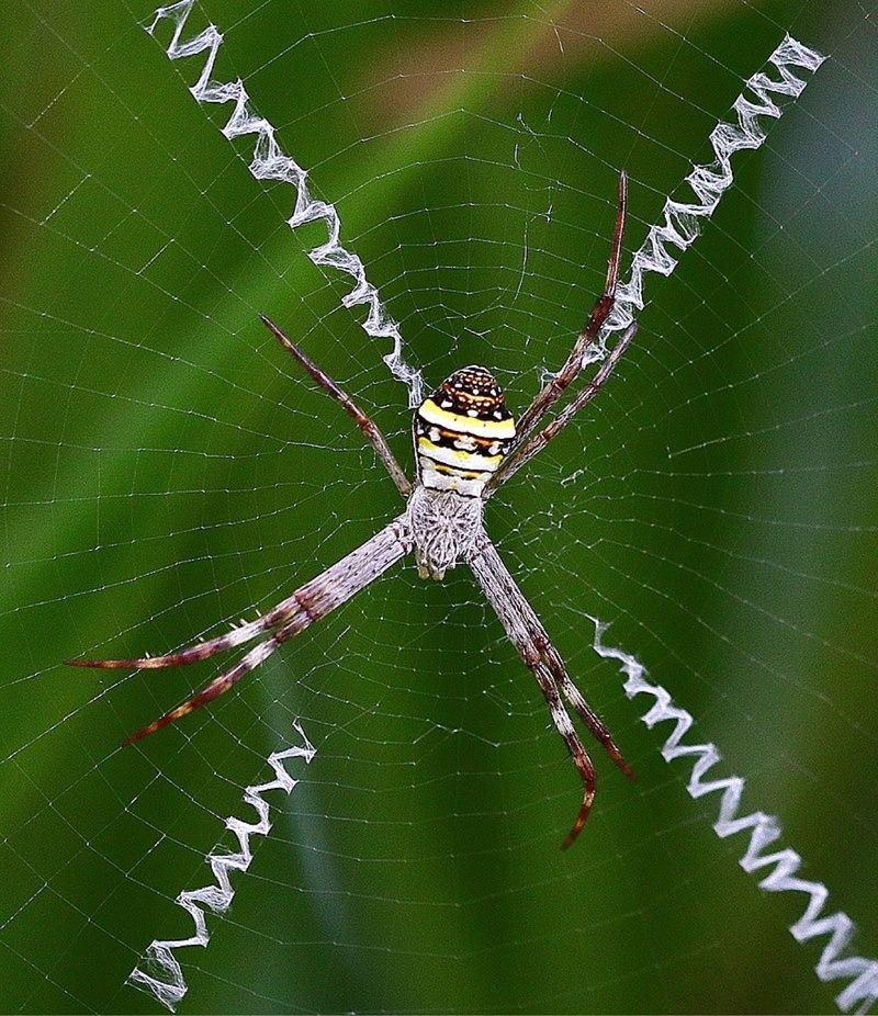 [Ab Initio] การตกแต่งเส้นใยรูปแบบลายซิกแซกบนเส้นใยแมงมุม เรียกว่า web ...