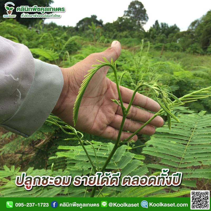 [คลินิกพืชคูลเกษตร Koolkaset Agri-clinic] ปลูกชะอม รายได้ดี ตลอดทั้งปี ...