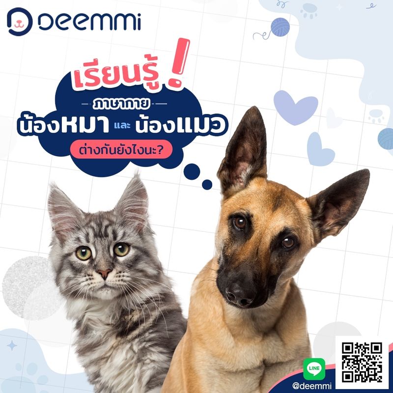 [Deemmi Pets] 🐶😼 เรียนรู้ภาษากายน้องหมาและน้องแมว…ต่างกันยังไงนะ? คงเป็นเรื่องลำบากกันสักเล็ก ...