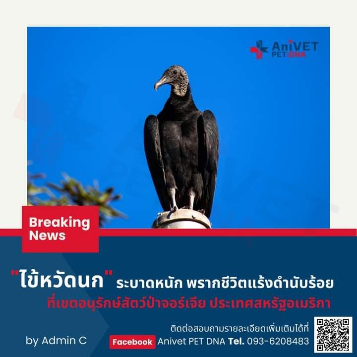 [AniVET New ข่าวสารวงการสัตว์] ‼️เกิดการระบาดของไข้หวัดนกที่เขตอนุรักษ์สัตว์ป่าจอร์เจีย ประเทศ ...