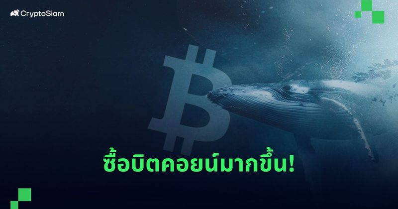 [CryptoSiam - ข่าว Crypto] นักวิเคราะห์พบ 'วาฬ' กำลังสะสม BTC หนัก - มองพื้นที่ 20,000 ดอลล์น่า ...