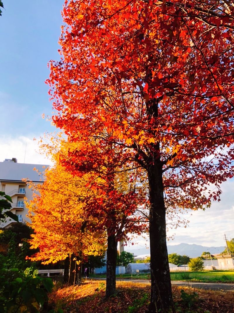 [Ab Initio] Autumn in Yamaguchi, Japan November 1, 2022