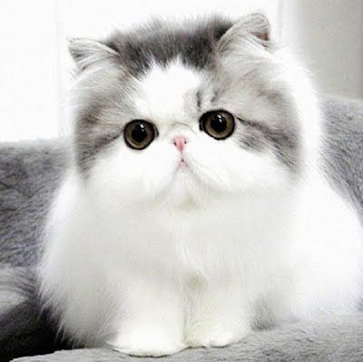 [วีเพื่อนบิวไม่กินสุกร] แมวเปอร์เซีย (Persian cat) แมวเปอร์เซีย หรือ ...