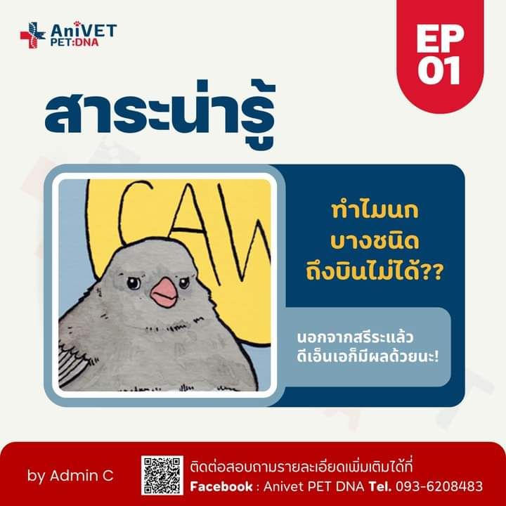 [AniVET New ข่าวสารวงการสัตว์] เข้าสู้ช่วง สาระน่ารู้ EP.1 กับคำถามที่ว่า ️ ทำไมนกบางชนิดจึงบิน ...