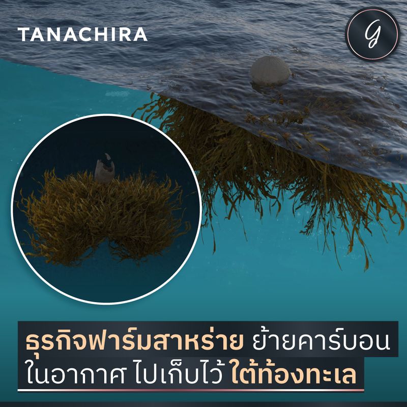 [ลงทุนเกิร์ล] ธุรกิจฟาร์มสาหร่าย ย้ายคาร์บอนในอากาศ ไปเก็บไว้ ใต้ท้อง ...