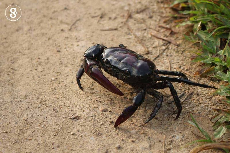 [สารคดีก้ามปู] ปูนา ปูนาเป็นสิ่งมีชีวิตประเภทปูน้ำจืดในวงศ์ ...