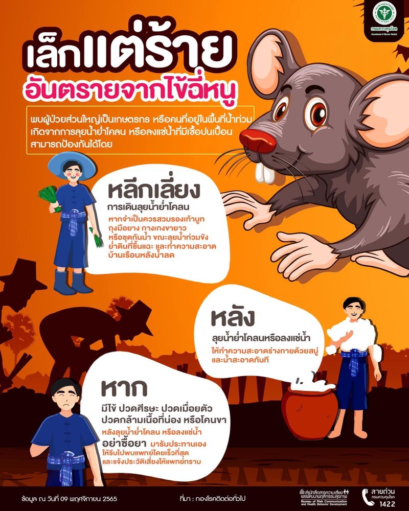 N อันตรายจากโรคไข้ฉี่หนู 🐁 🧑🌾 พบผู้ป่วยส่วนใหญ่เป็นเกษตรกร หรือ คนที่อยู่ในพื้นที่น้ำท่วม