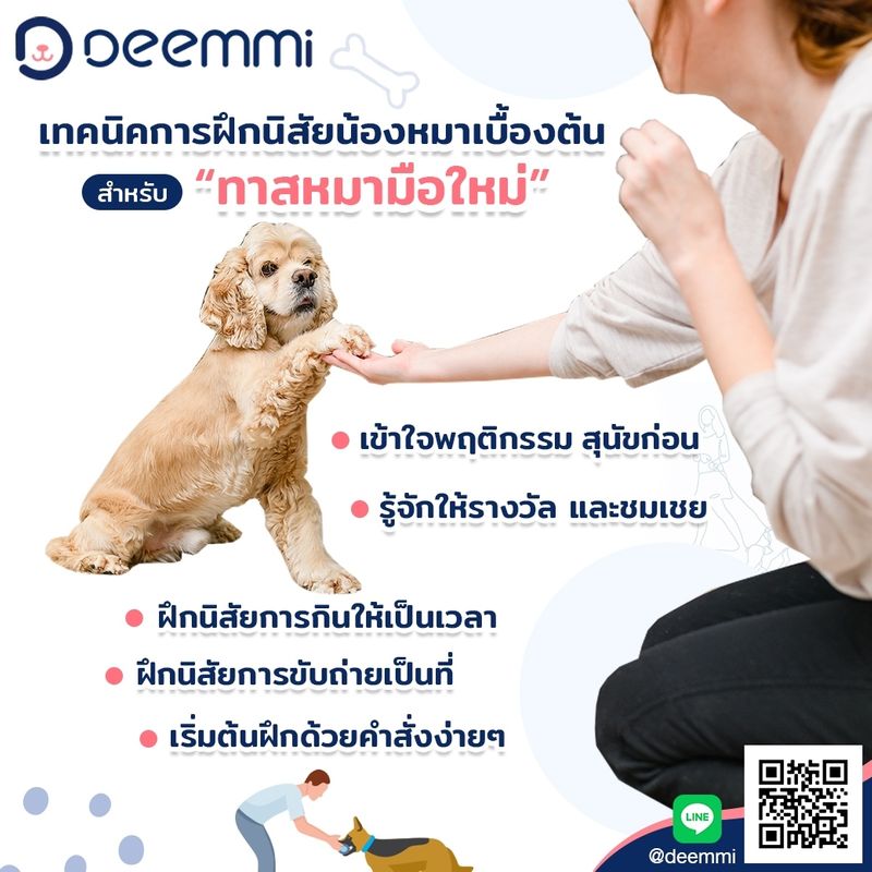 [Deemmi Pets] 5 เทคนิคการฝึกนิสัยน้องหมาเบื้องต้น สำหรับ “ทาสหมามือใหม่” การฝึกสุนัขเพื่อให้ ...