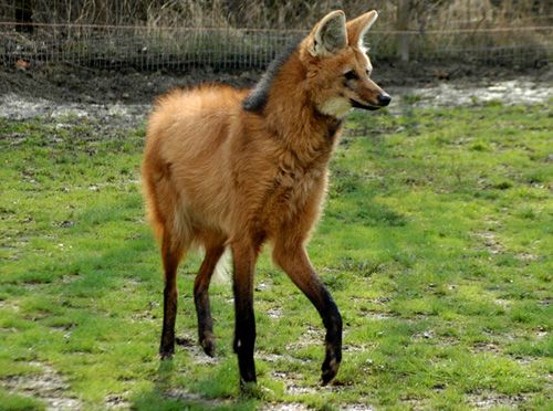 [เรื่องสัตว์ๆ] แมนวูฟ (The maned wolf) แมนวูฟ หรือหมาป่าเคราขาว หากใคร ...