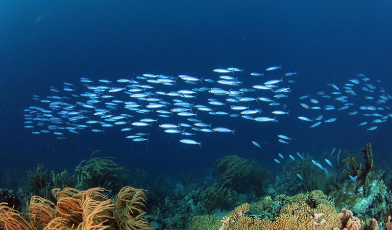 [Sea Fish ] 5 อันดับปลาใต้ทะเลมีที่ความประหลาดน่ากลัว ใต้ทะเลนั้นมีปลา ...