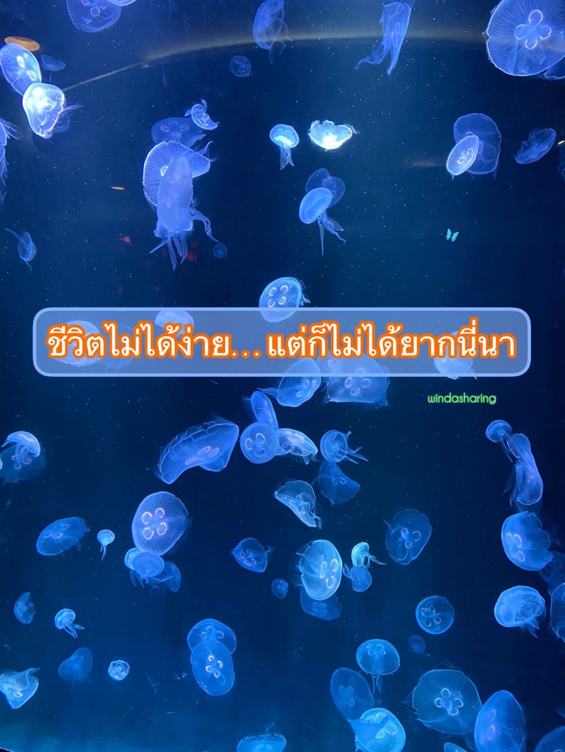 แยม Jav World