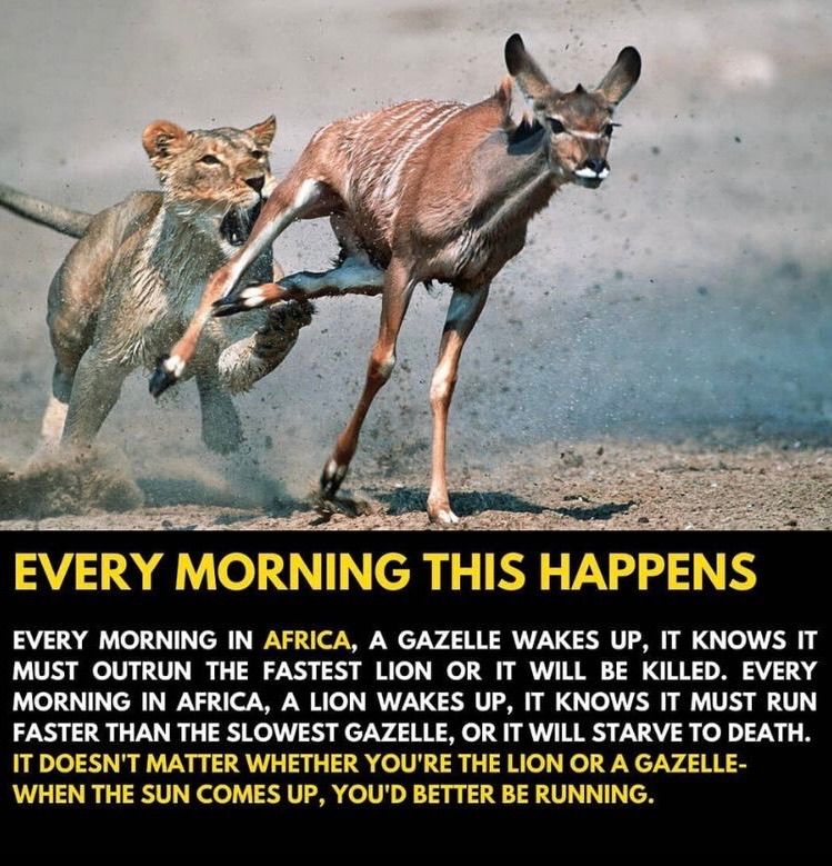 [กัปตัน PAO เฮาบินได้] "Every morning in Africa, a gazelle wakes up. It ...