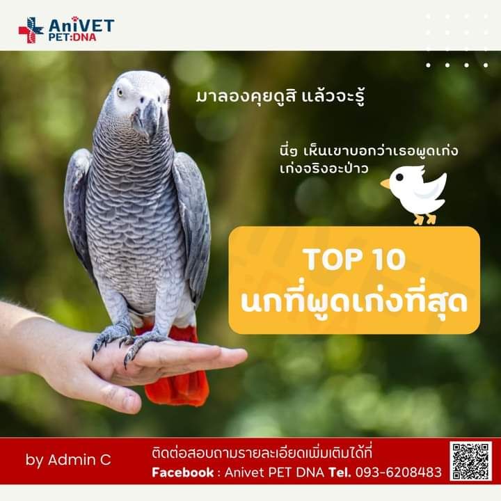 [AniVET New ข่าวสารวงการสัตว์] บางคนก็ต้องการสัตว์เลี้ยงเพื่อฮีลใจ💞 เอาไว้เป็นเพื่อนเล่น หรือจะ ...