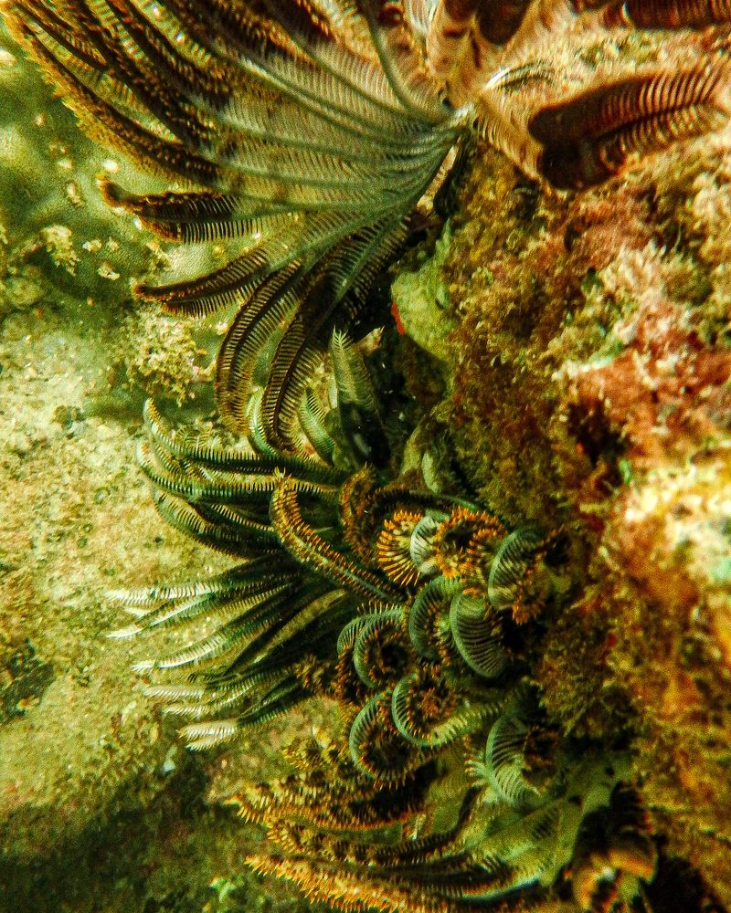 [แบกเป้เที่ยวเอง by PANATAKORN] ขนนกทะเล (Sea Feather)สวยอันตราย ไม่ใช่ ...